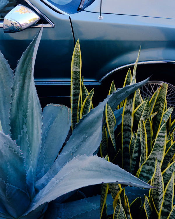 Wondering People — Barney Curran