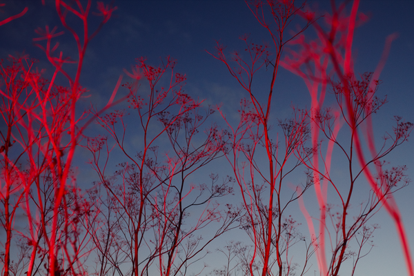 Wondering People — Barney Curran